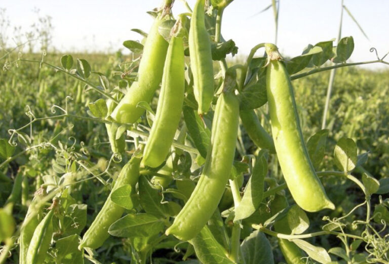 El Poder Nutritivo de la Arveja (Guisantes): Beneficios, Propiedades